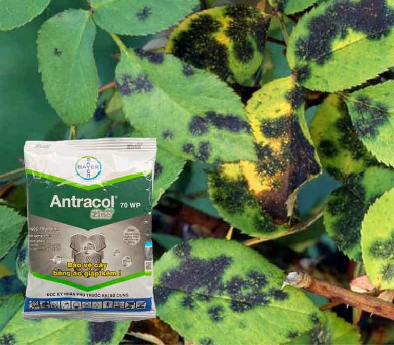 Cách sử dụng Antracol 70WP, có được tưới gốc lan, mai vàng?