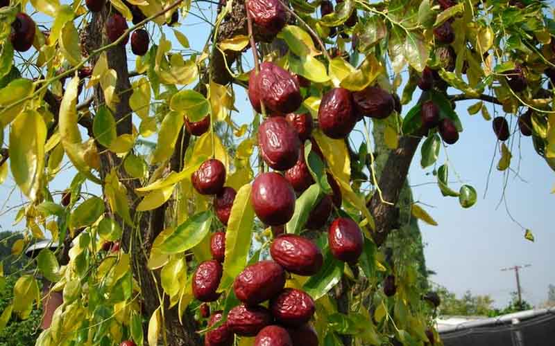 Việt Nam có trồng được táo tàu không, trồng sao cho đúng?