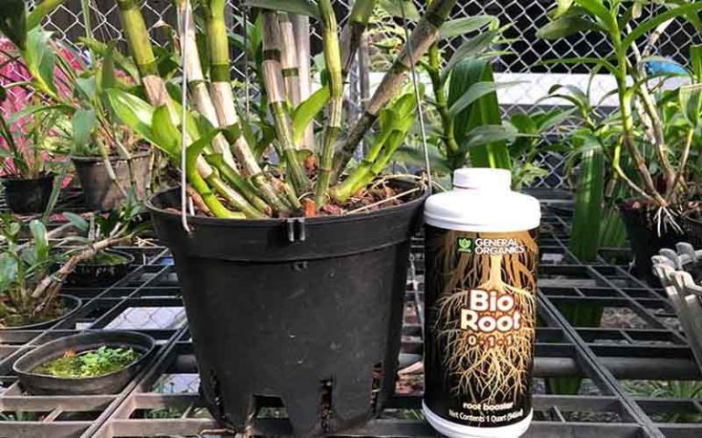 Bio Root là gì? Cách sử dụng kích rễ Bio Root 0-1-1 cho lan