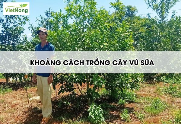 Khoảng cách và kỹ thuật trồng cây vú sữa đạt siêu năng suất - Việt Nông